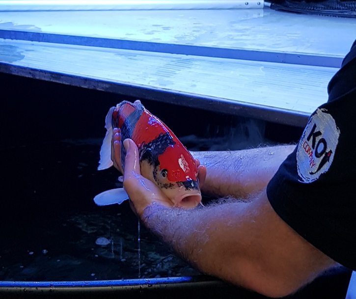 Neue Koi bei Koi Company