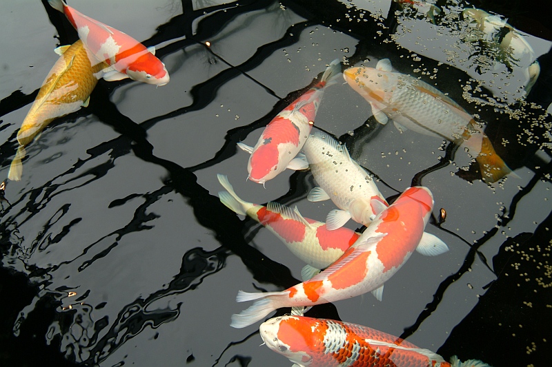 Warum man Koi nicht bei über 20 °C überwintern sollte