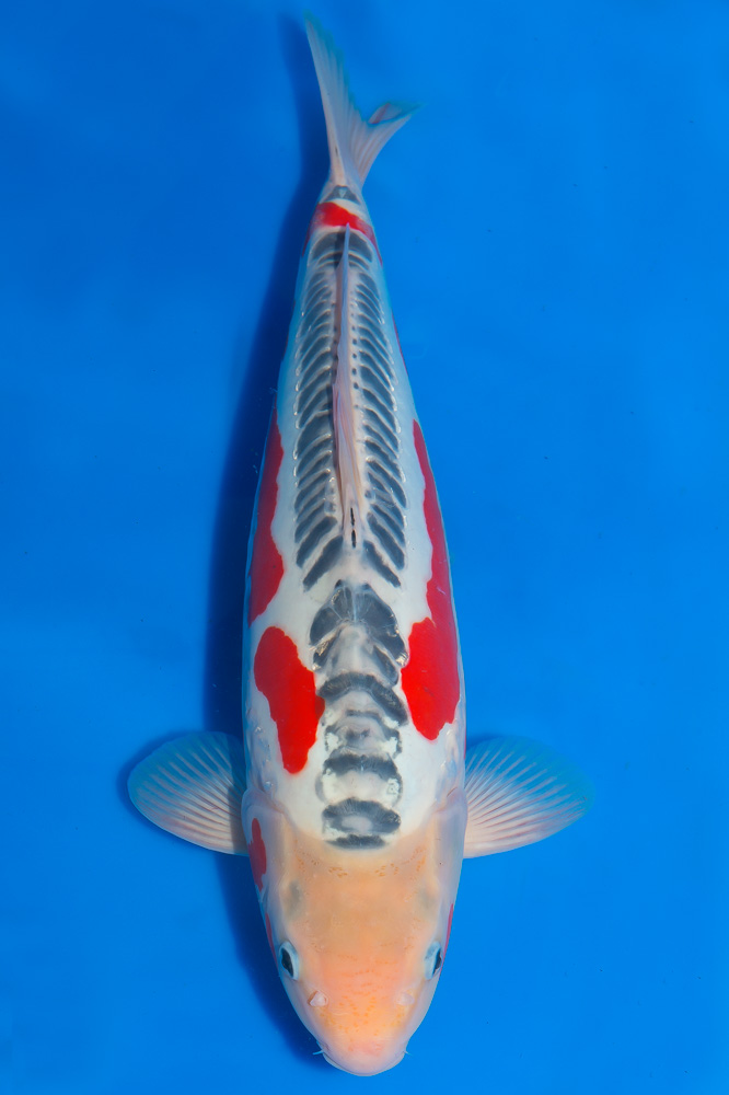 Die Qualitätsstufen der Koi – Teil IV