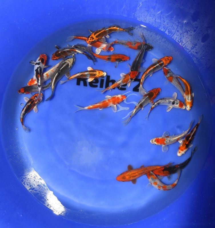 Tosai Mix 2024 (Aoki)