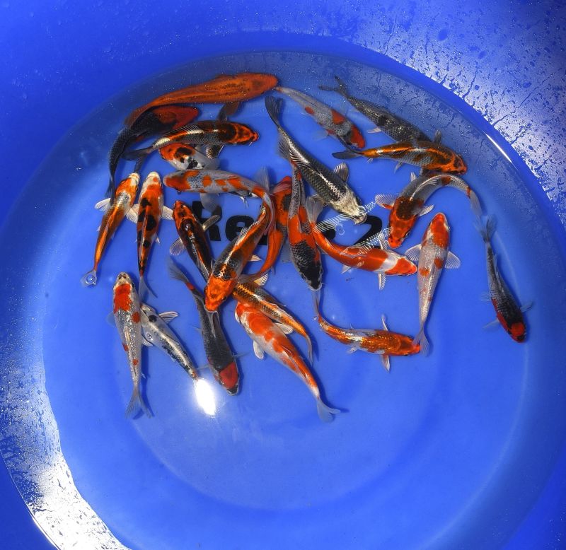 Tosai Mix 2024 (Aoki)