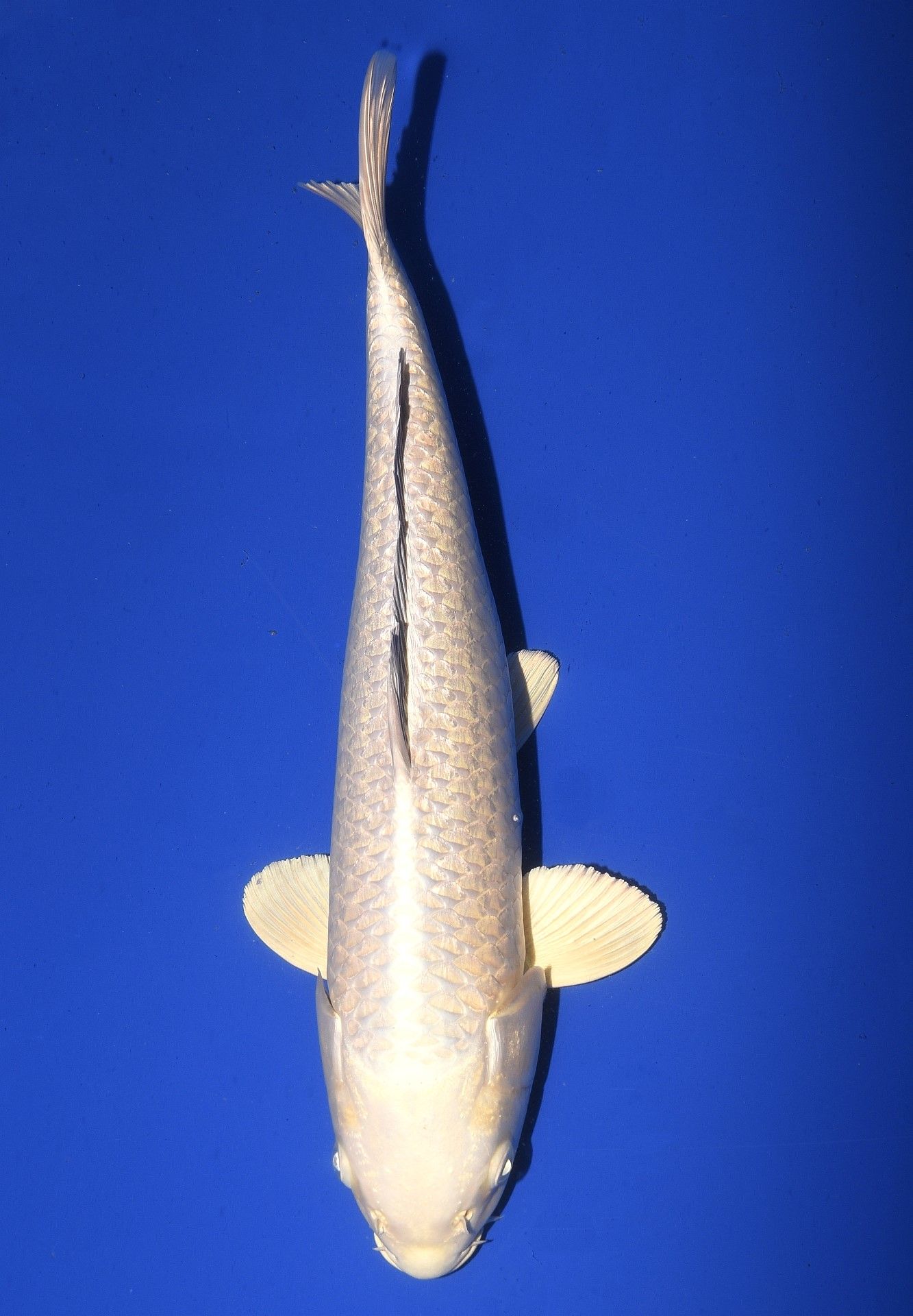 Koi Karpfen kaufen | Koi Company Shop